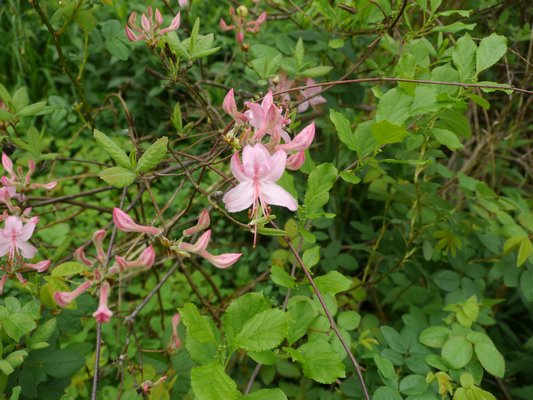 Azaleas Offer A Magnificent Variety Of Colors And Form - 27 East