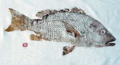 Cloth imprints capture fish forms - 27 East