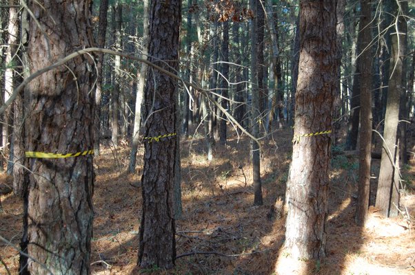 Southern Pine Beetle Infestation Continues To Spread In East Hampton ...
