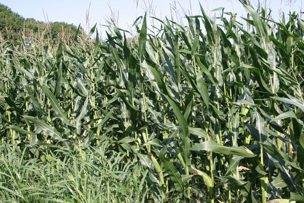 The most valuable corn in the world? - 27 East