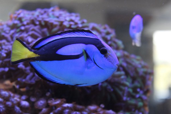 Leave The 'Dory Fish' To The Pros - 27 East