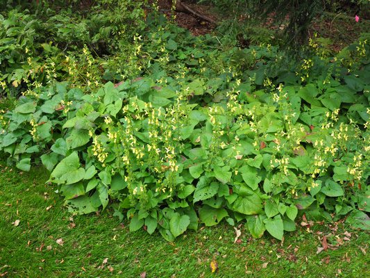 Exploring Northern-Hardy Salvias - 27 East