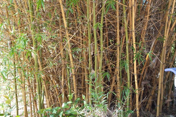State May Regulate Invasive Bamboo - 27 East