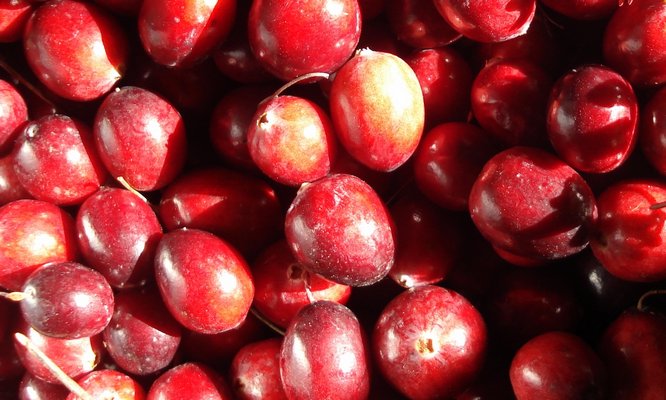 Cranberries: Fruits Of The Wild - 27 East