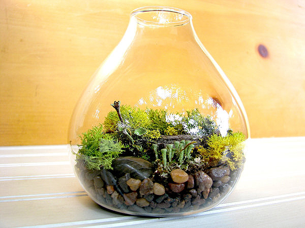 Terrariums: Full Of Life - 27 East