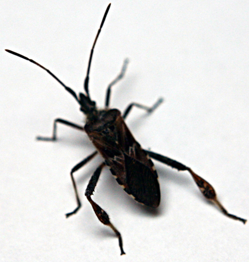 Fall invader bugs: summertime friends and autumn foes - 27 East