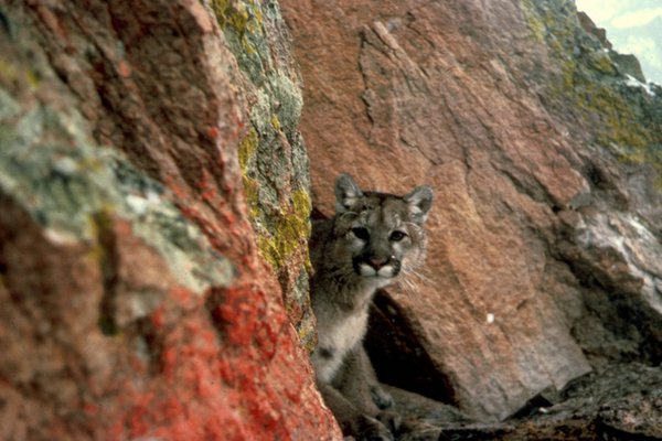 The Mountain Lion As Ecosystem Engineer - 27 East