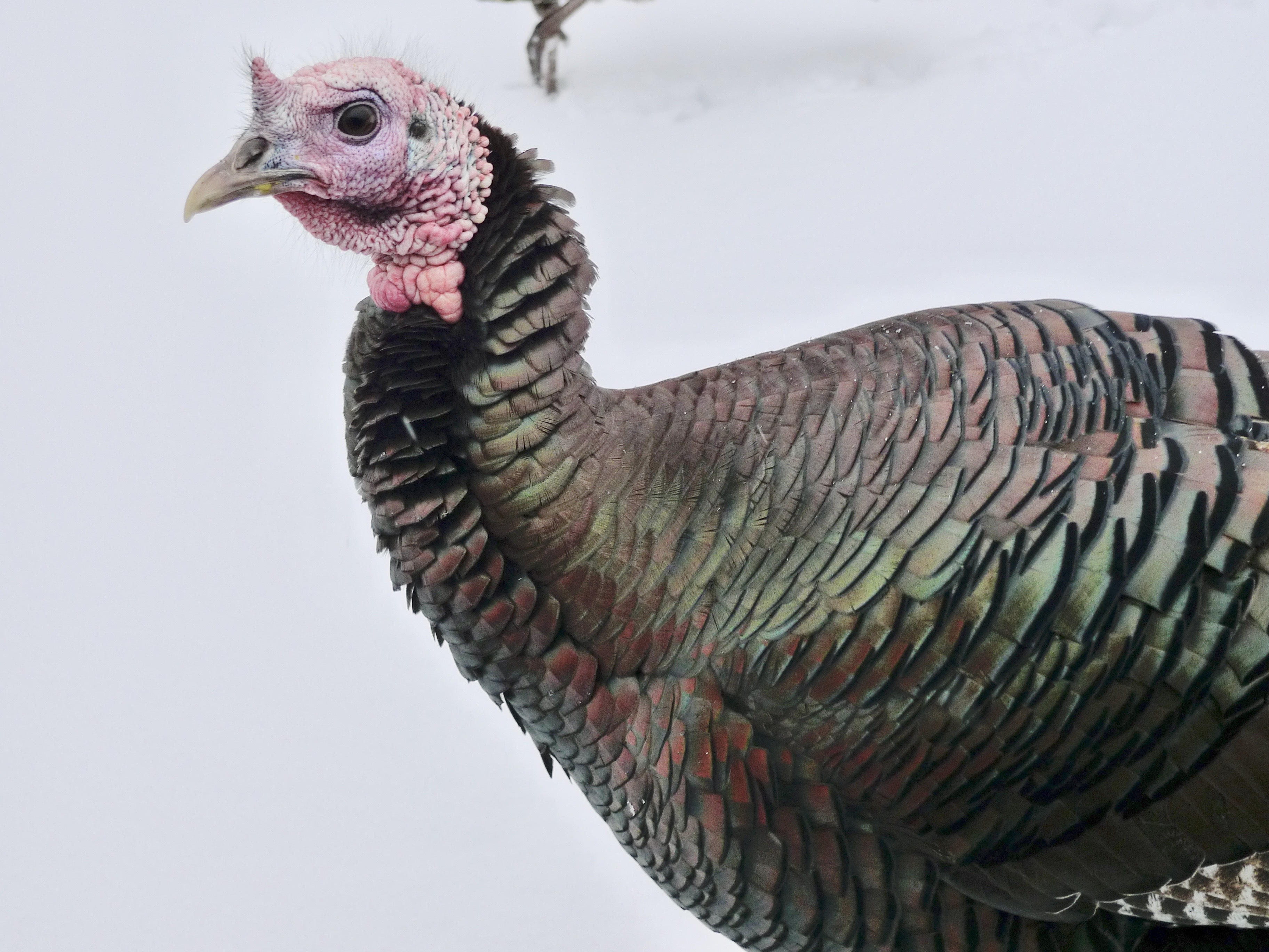 Wild Turkeys Proliferate On The East End - 27 East