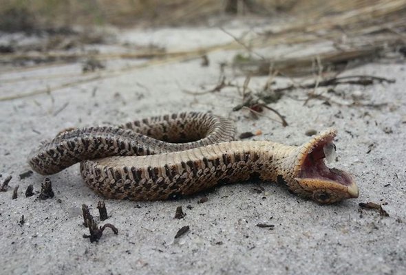 Notes On The Hognose Snake - 27 East