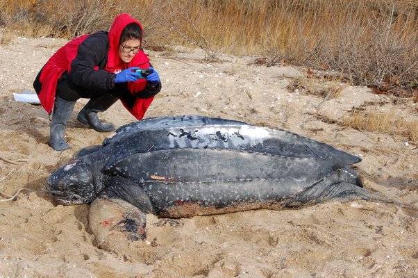 A Close Look At The Leatherback - 27 East