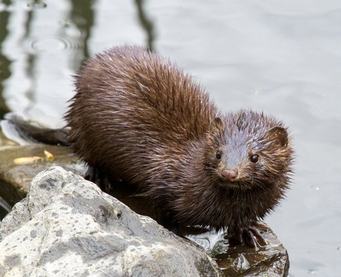 A Closer Look At The Mink - 27 East