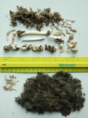 A Close Look At Owl And Hawk Pellets - 27 East