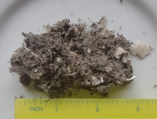A Close Look At Owl And Hawk Pellets - 27 East