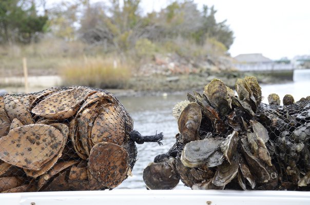 Stony Brook Scientists Install First Permitted Oyster Reef On Long ...