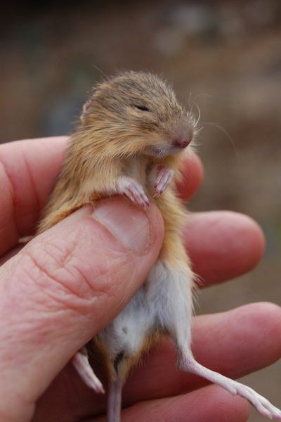 The Secretive Meadow Jumping Mouse - 27 East