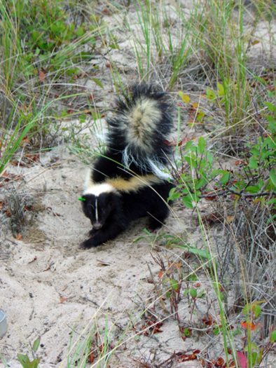 Notes On The Skunk - 27 East