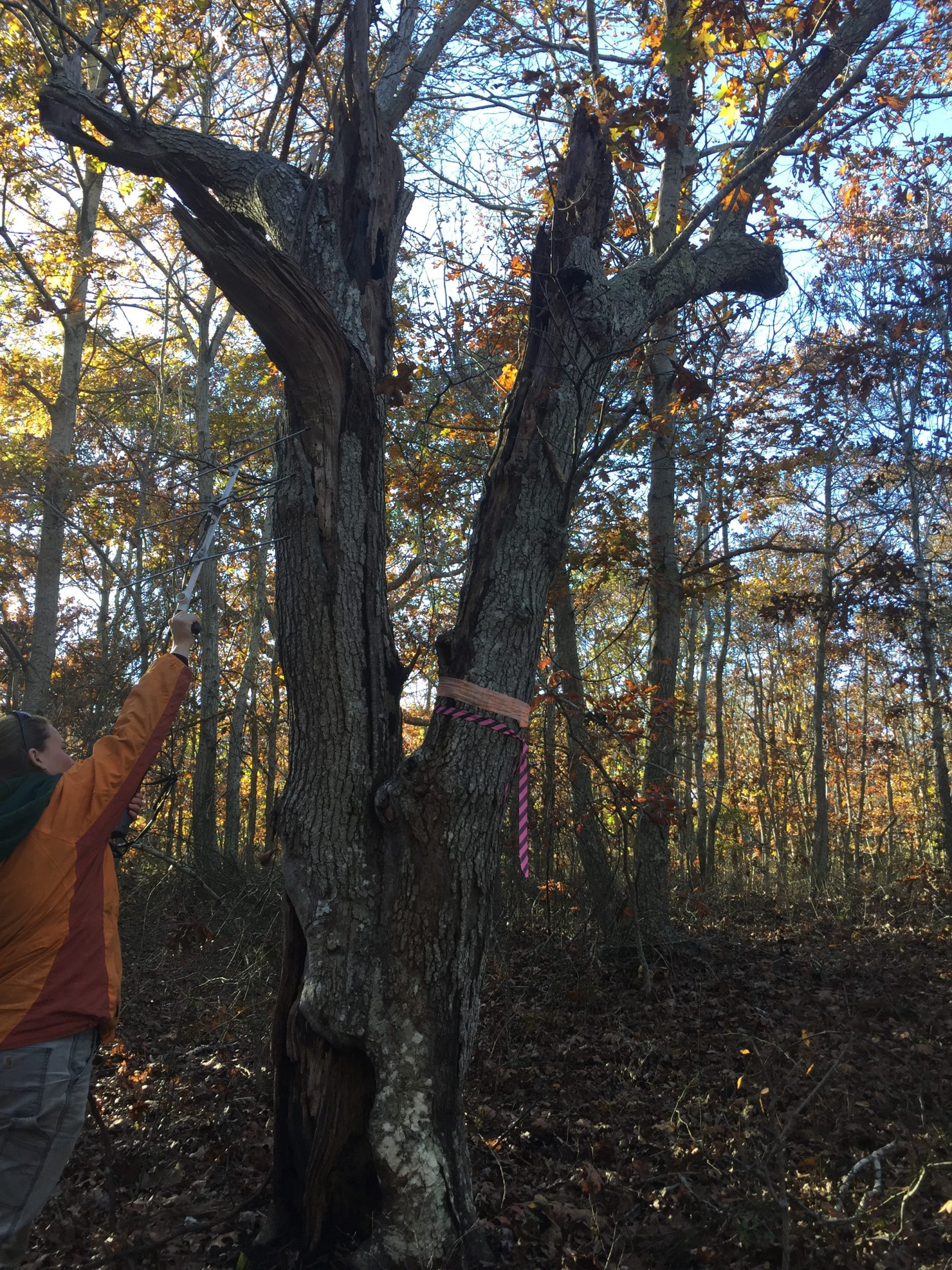 The Bats Have Come Home To Roost - 27 East