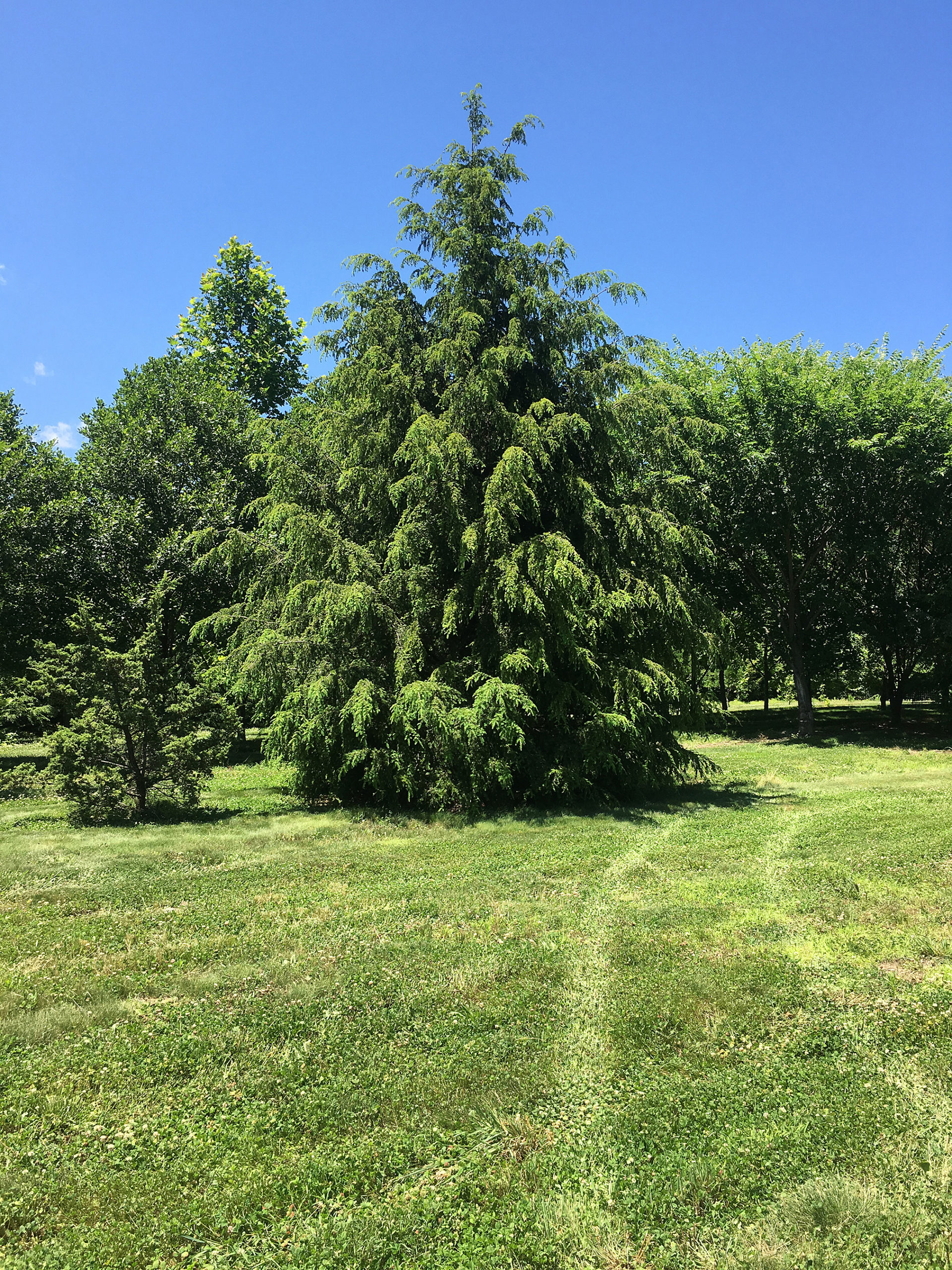 GARDEN NOTES: Time To Get Back Into The Vegetable Garden - 27 East