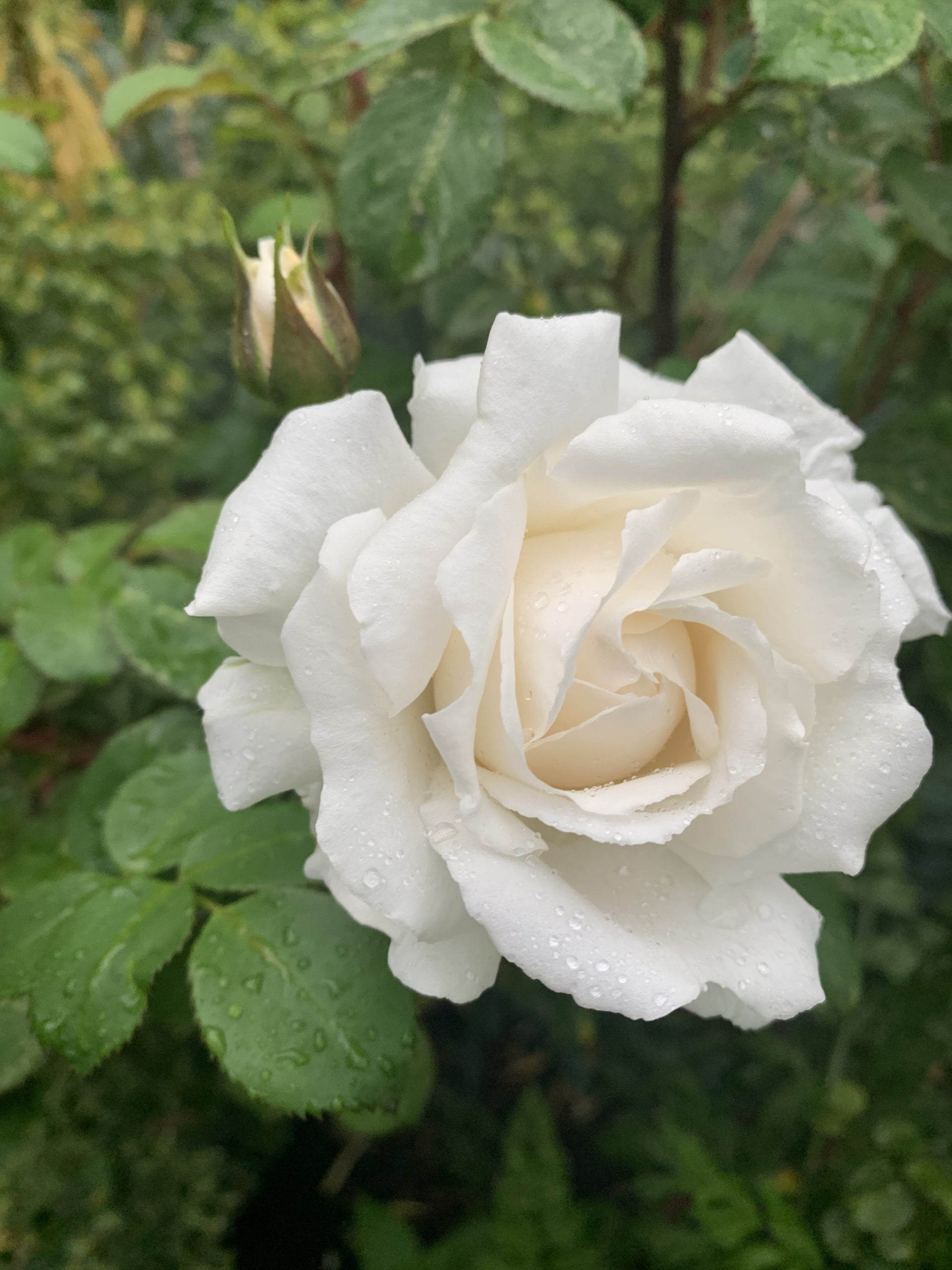 Southampton Landscape Architect Perry Guillot, Fowler's Garden Center ...