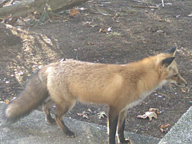 Long Island’s Wild Canids - 27 East