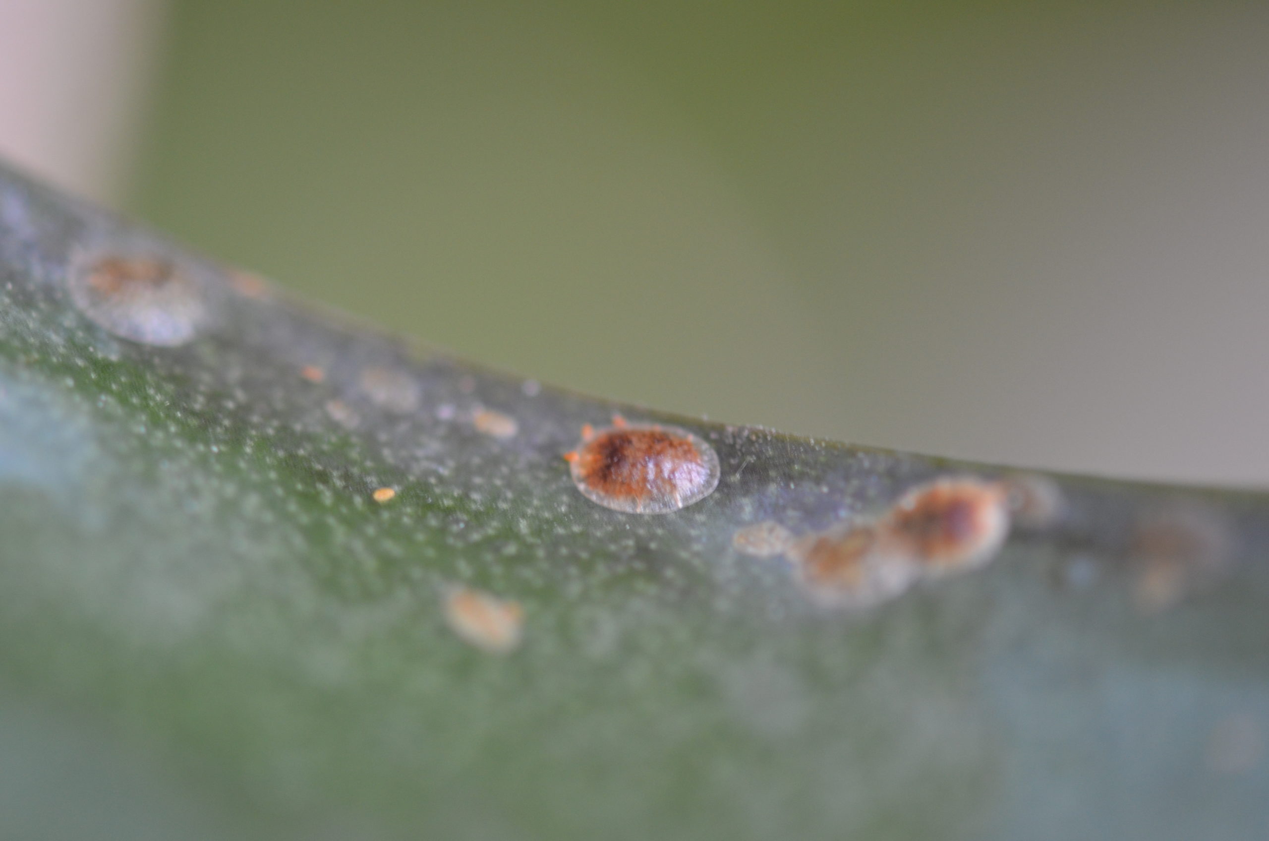 Inspect Houseplants For Scale And Mealybugs - 27 East
