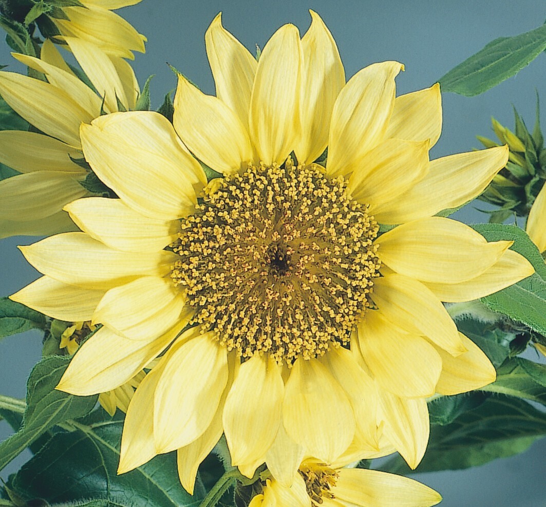 Sunflowers Comes In All Sizes - 27 East