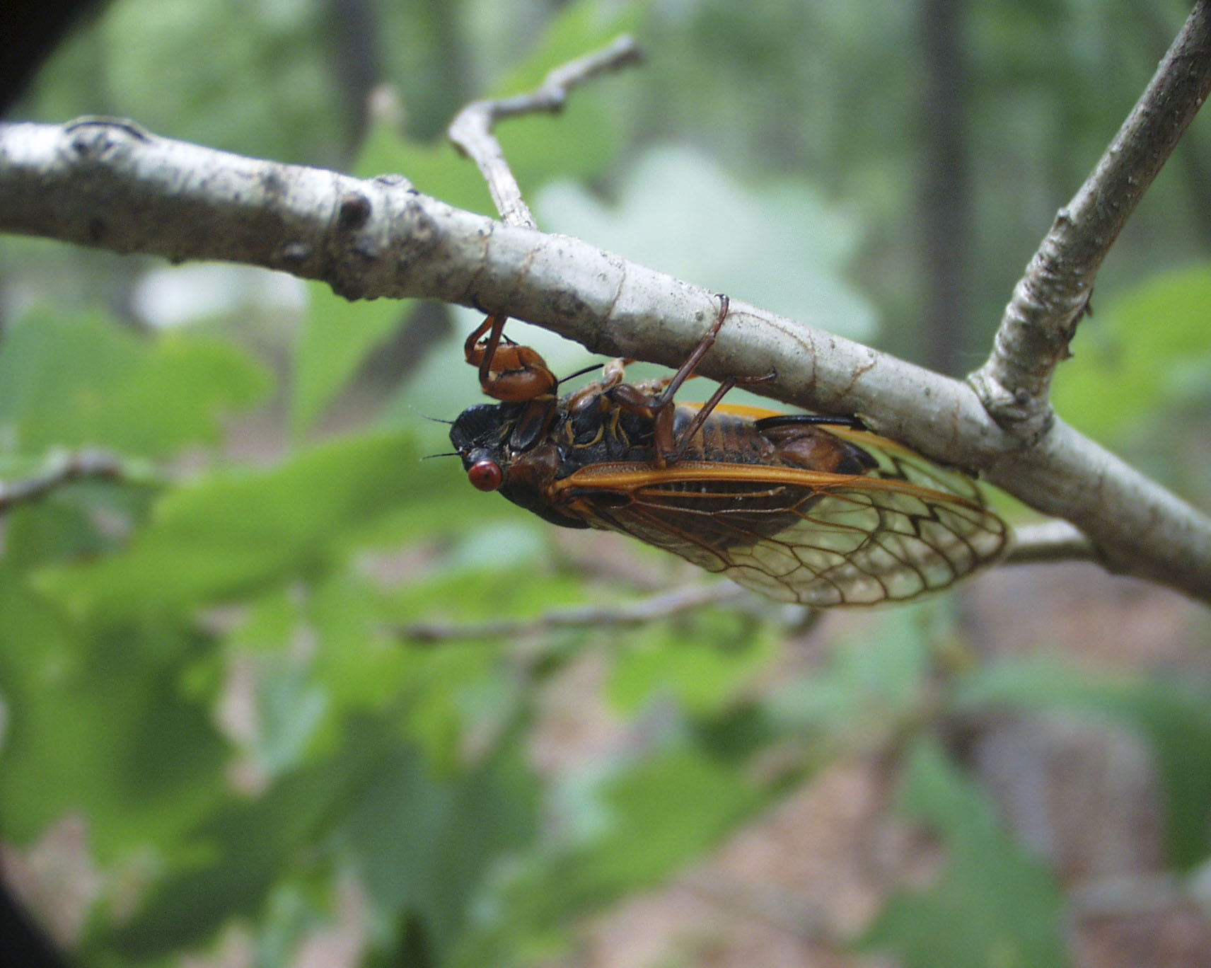 Region Will Be Part Of A Big Bug Event As Cicadas Emerge Beginning