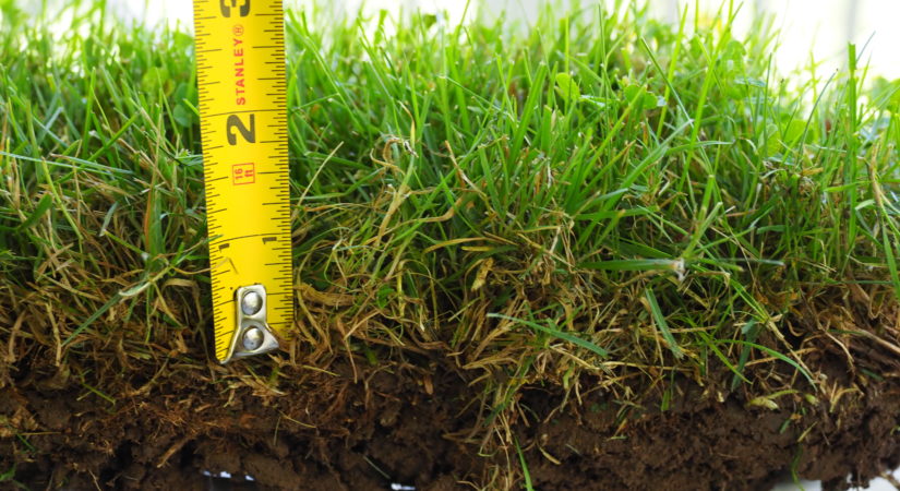 What To Know About Thatch In Lawns - 27 East