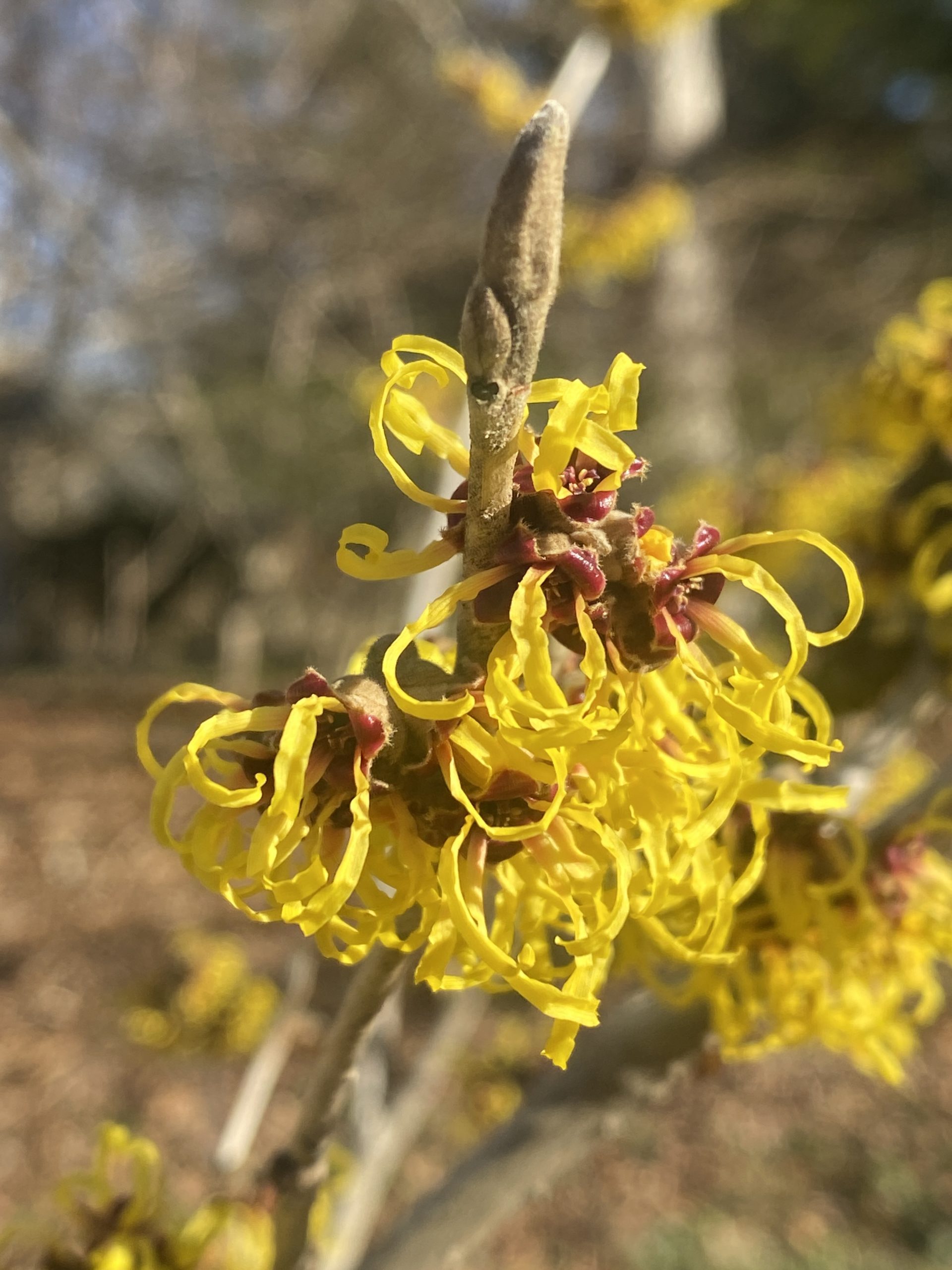 A Walk Through The Winter Garden: Witch Hazel Cultivars Dazzle ...