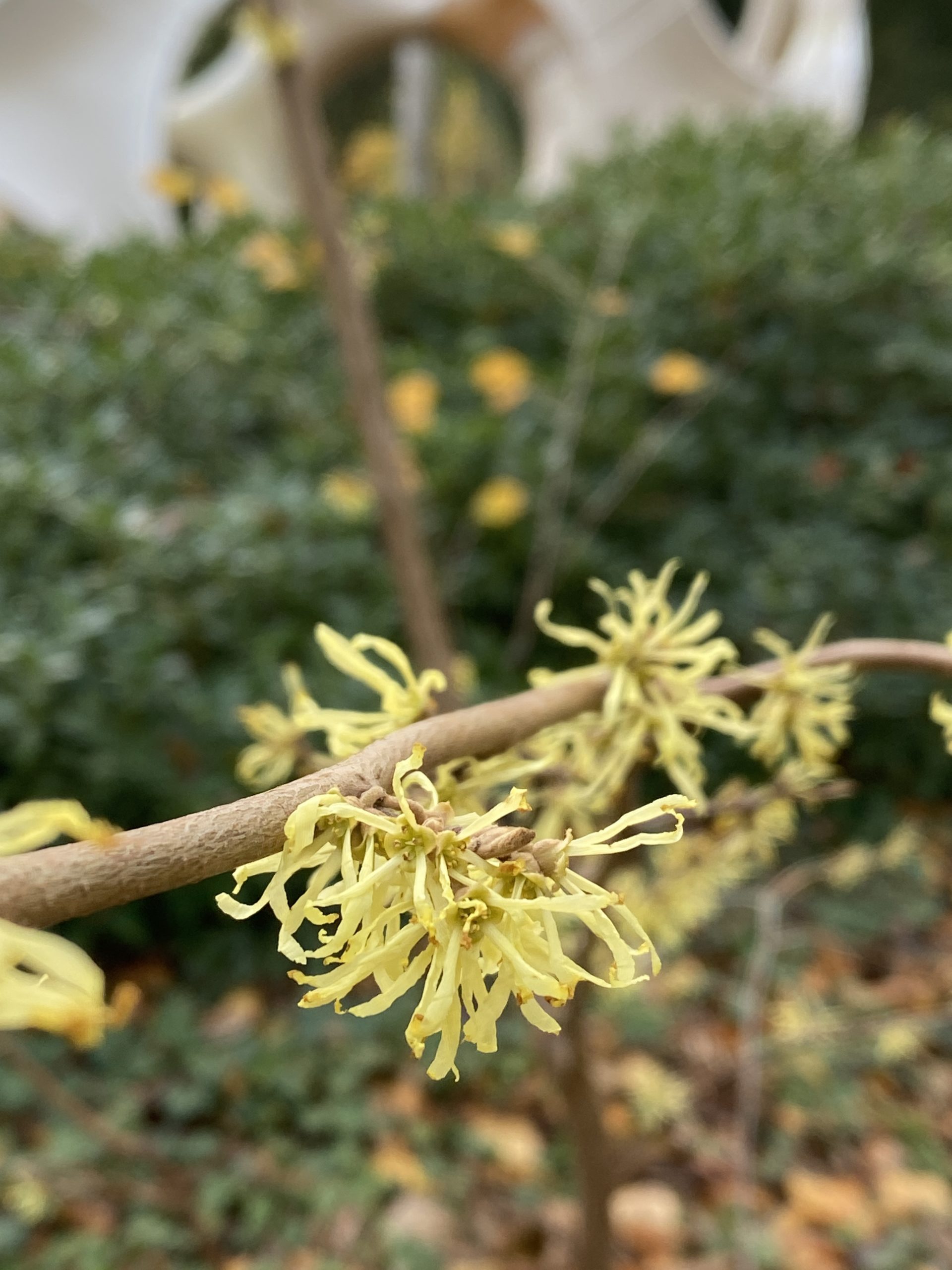 A Walk Through The Winter Garden: Witch Hazel Cultivars Dazzle ...