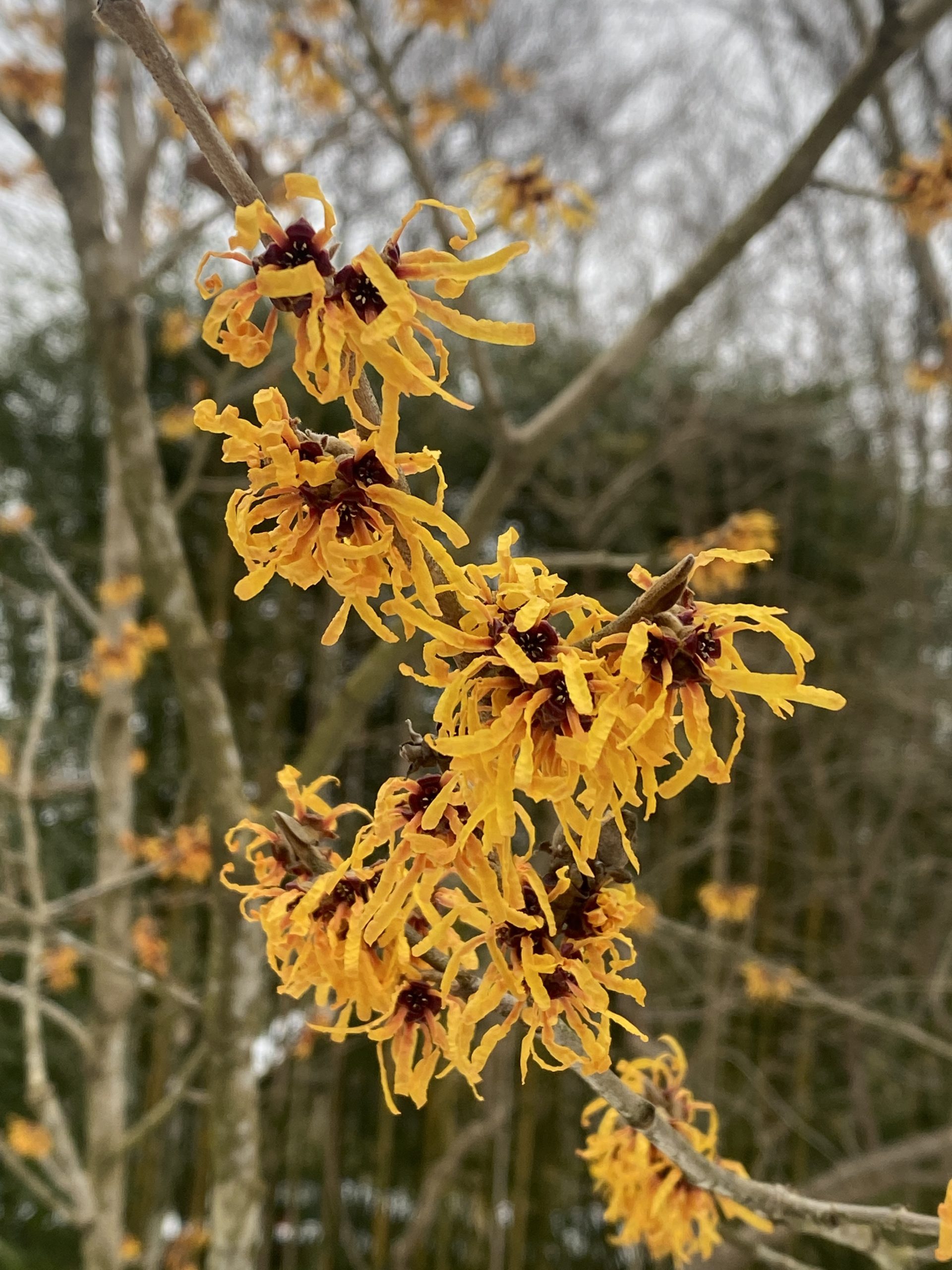 A Walk Through The Winter Garden: Witch Hazel Cultivars Dazzle ...