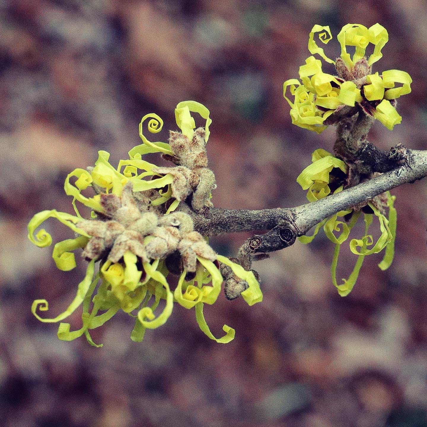 A Walk Through The Winter Garden: Witch Hazel Cultivars Dazzle ...