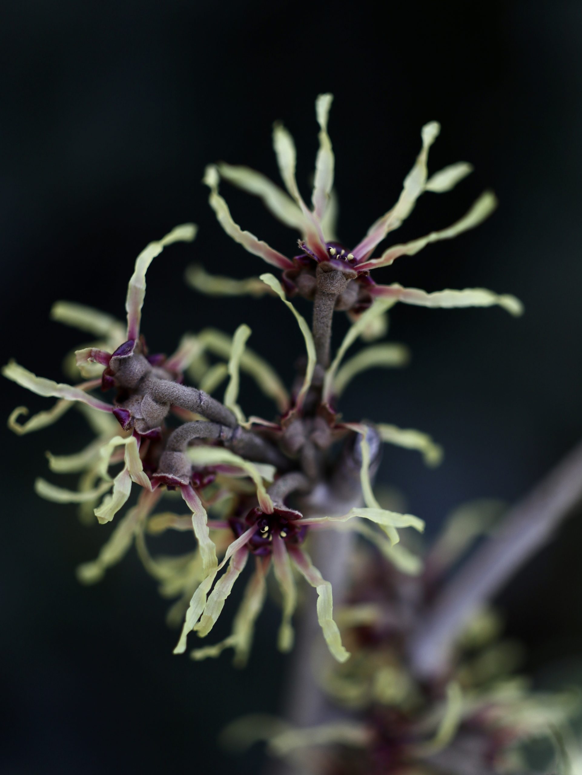 A Walk Through The Winter Garden: Witch Hazel Cultivars Dazzle ...