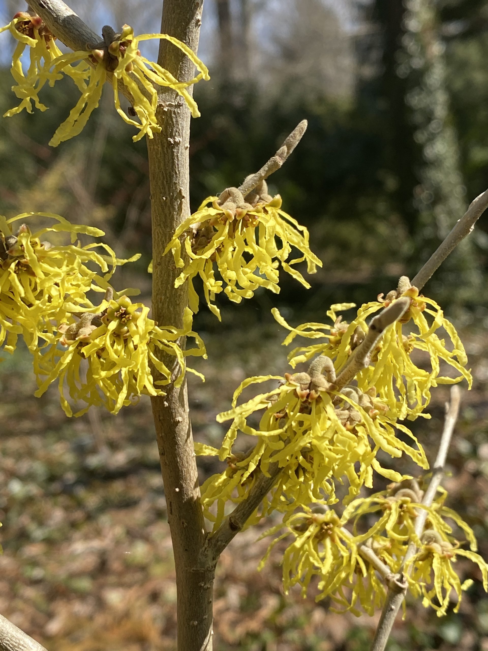 A Walk Through The Winter Garden: Witch Hazel Cultivars Dazzle ...