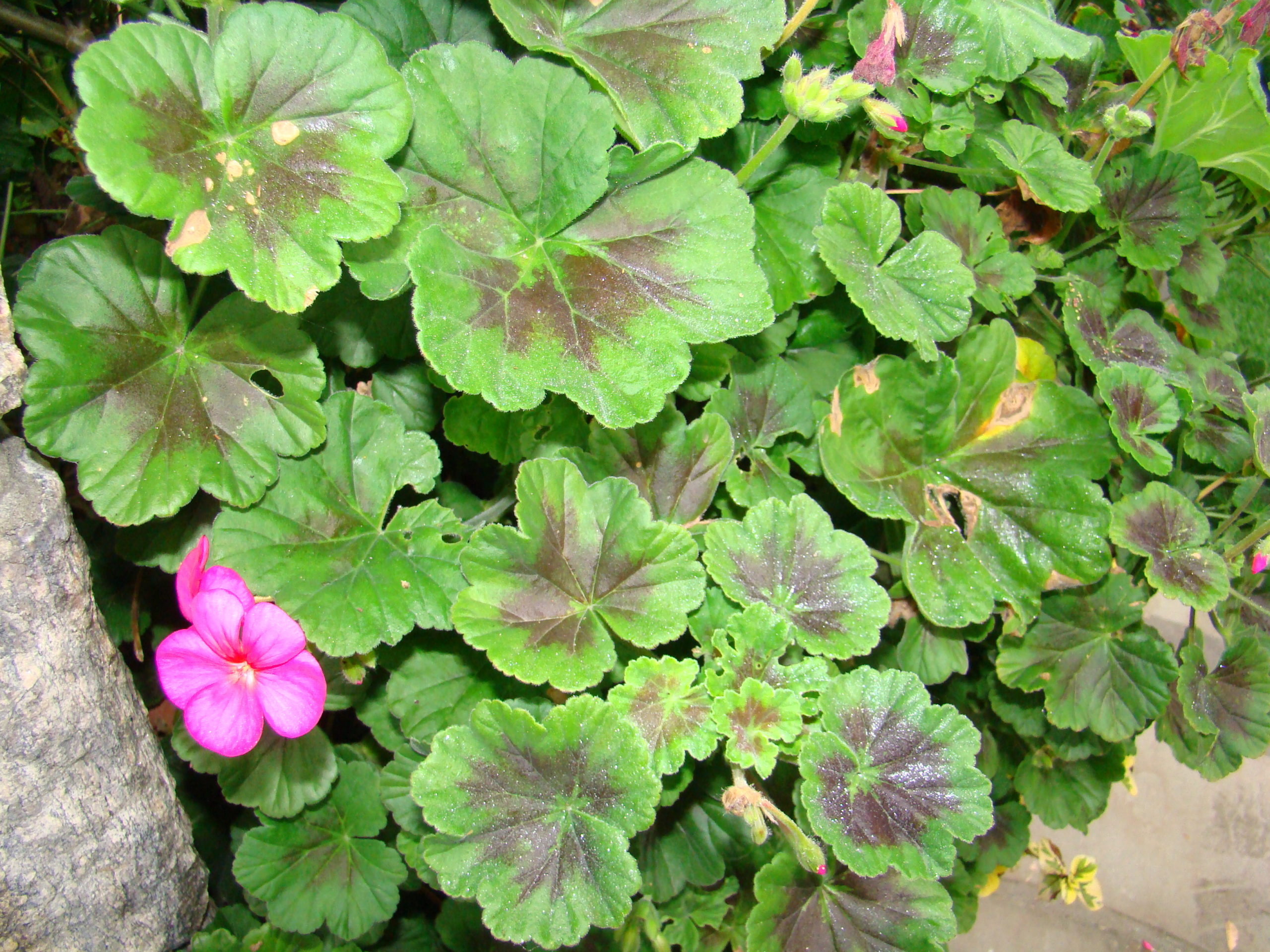 Geraniums Reign Supreme As Mother's Day Gifts - 27 East