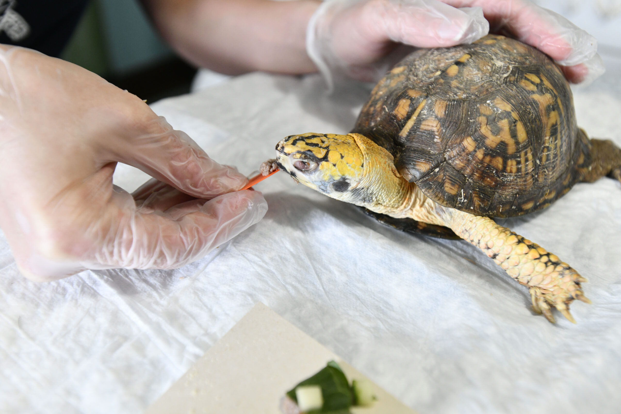 Turtle Rescue Of The Hamptons Celebrates 10th Anniversary Caring For ...
