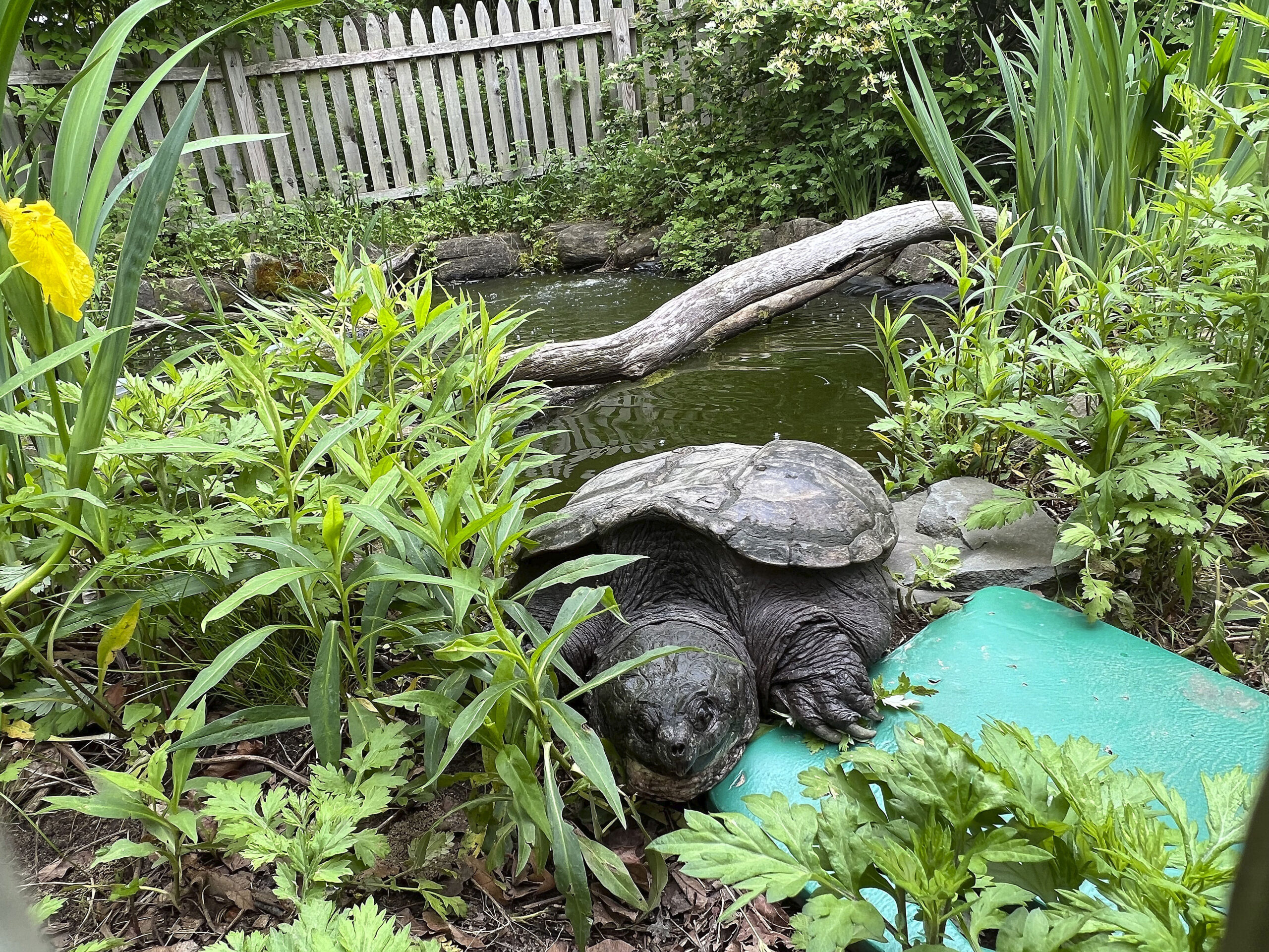 Turtle Rescue Of The Hamptons Celebrates 10th Anniversary Caring For ...