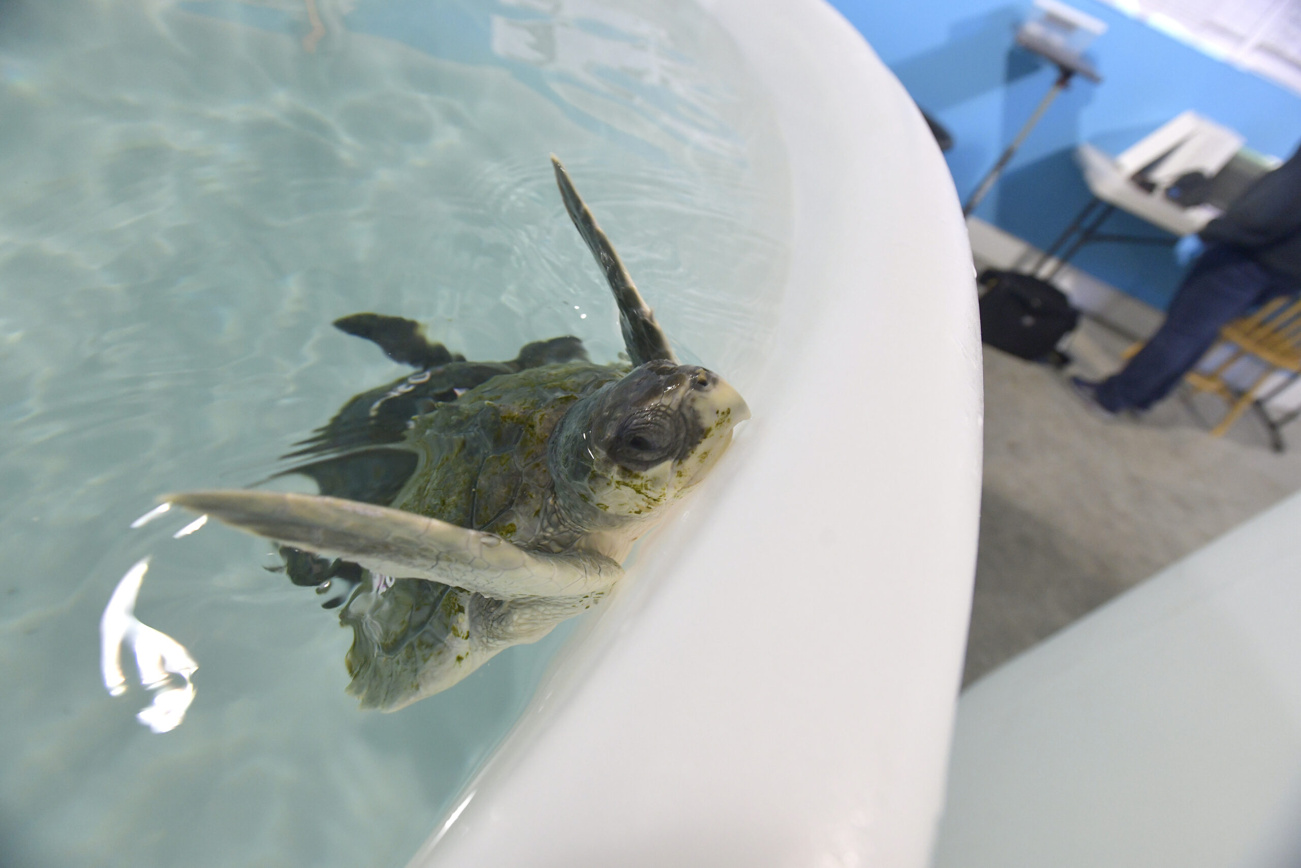 Atlantic Marine Conservation Society in Westhampton Admits 20 Rescued ...