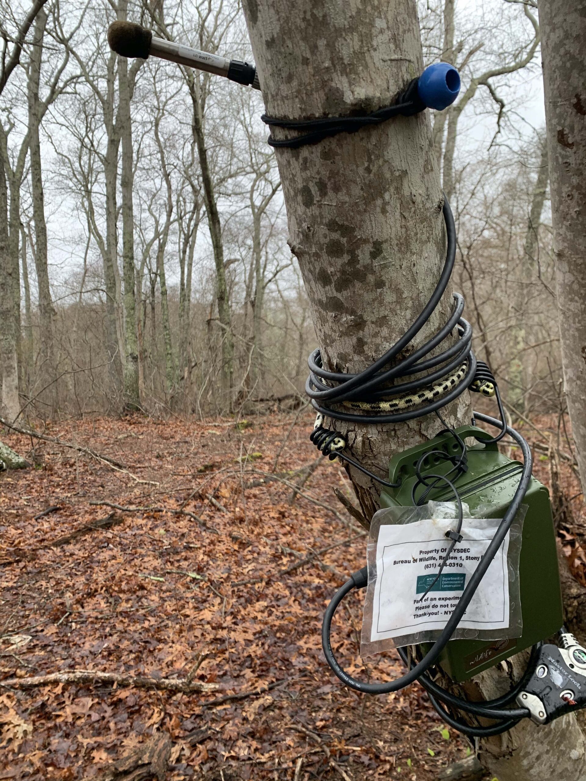 The Northern Long-Eared Bats Have Come Home to Roost - 27 East