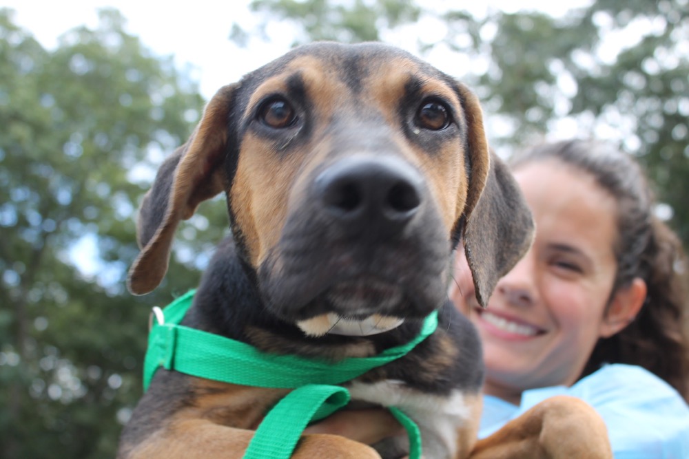 In Latest Relief Effort, ARF Rescues Dogs from South Carolina - 27 East