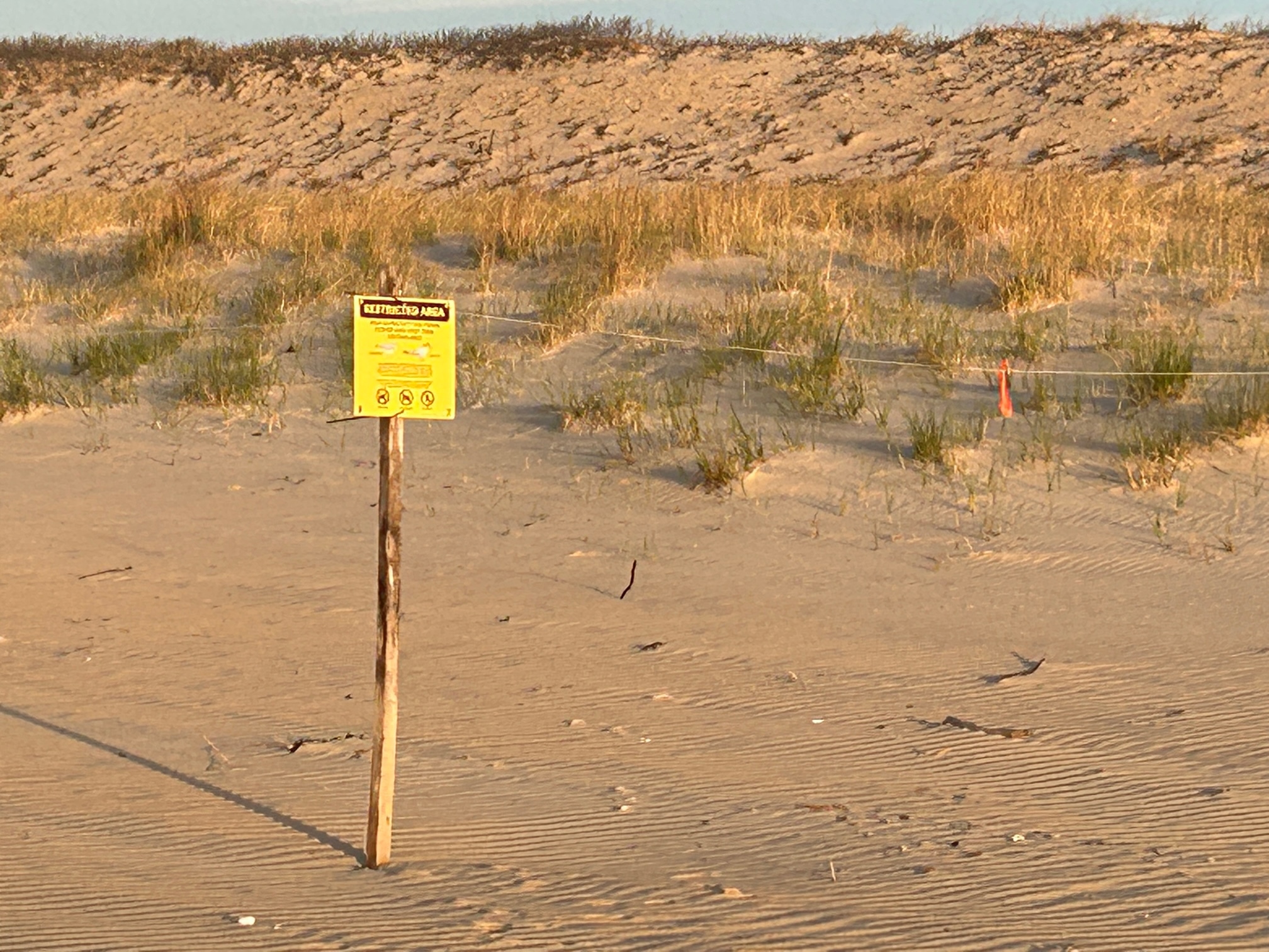 They're Back: Nesting Season for Piping Plovers Is Underway - 27 East