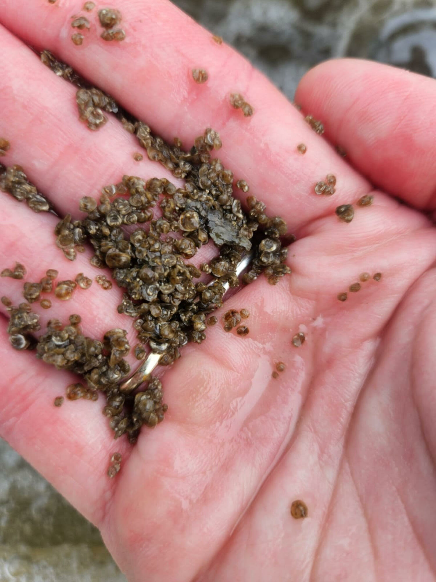 Conscience Point Hatchery Marks 10th Year of Providing Southampton With Shellfish - 27 East
