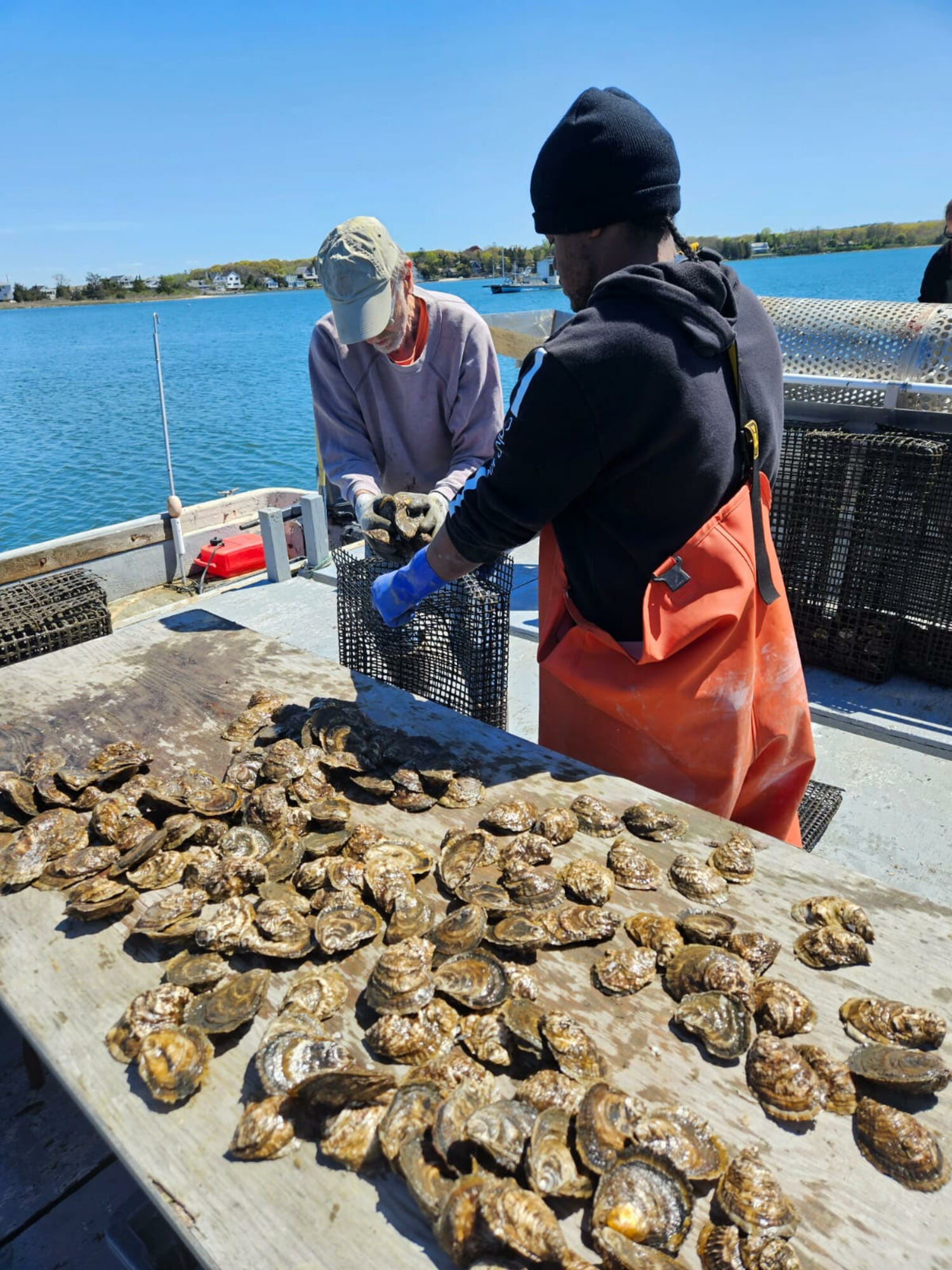 Conscience Point Hatchery Marks 10th Year of Providing Southampton With ...
